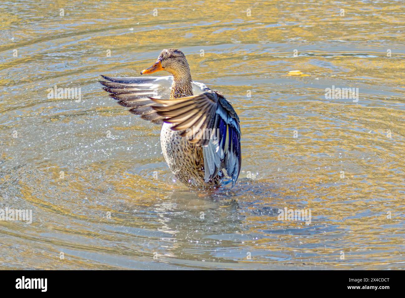USA, Colorado, Fort Collins. Female mallard duck flapping wings in ...