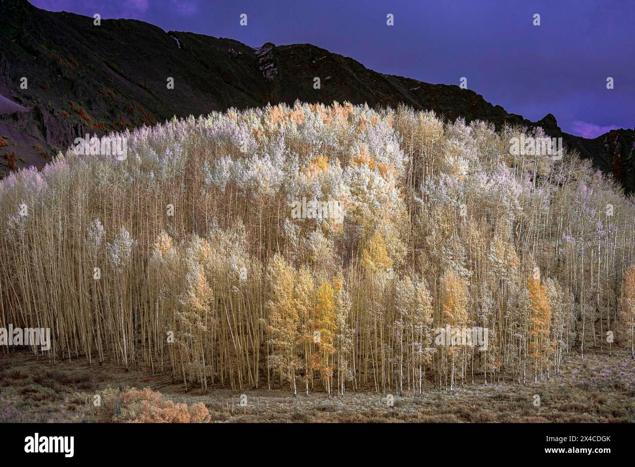 Infrared of aspen trees Stock Photo - Alamy