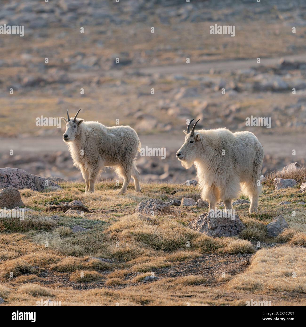 Rocky Mountain goats coming to the summit to look for minerals, Mount ...