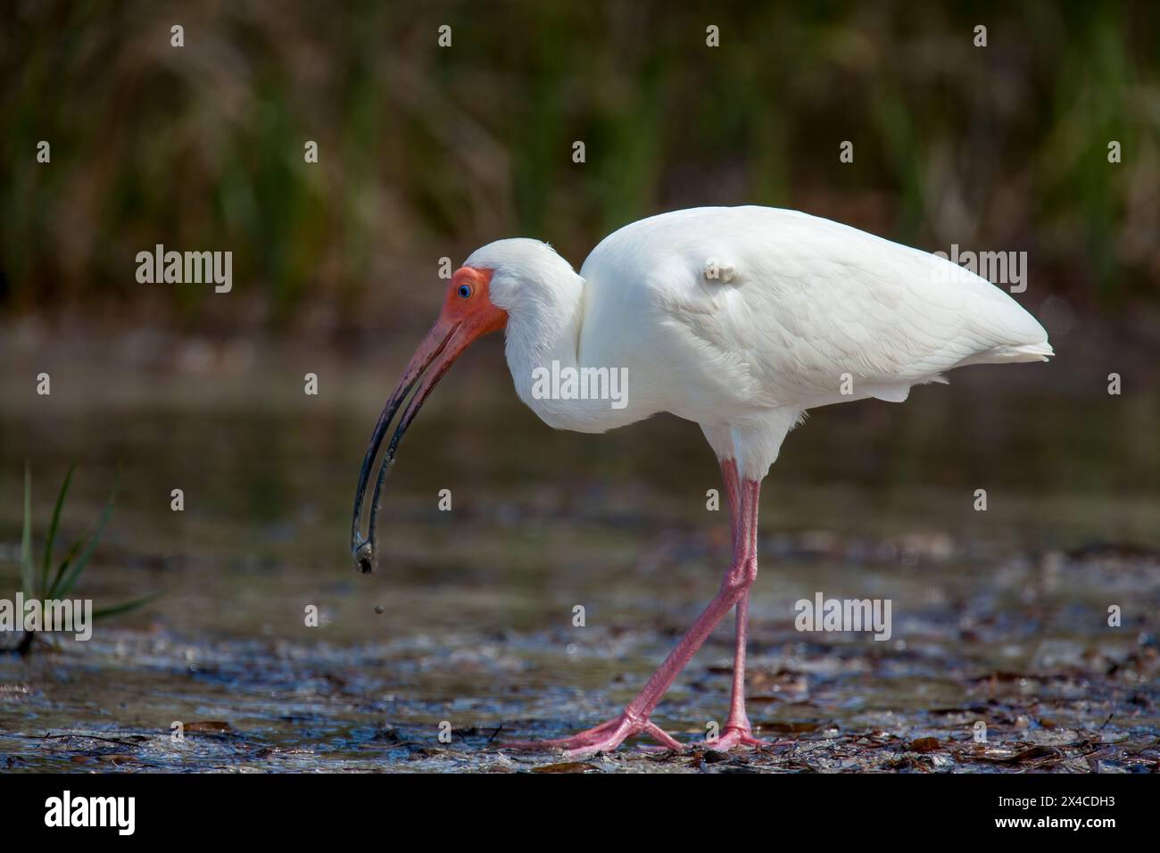 USA, Florida, Tampa, Fort DeSoto. White ibis bird feeding in wetland ...