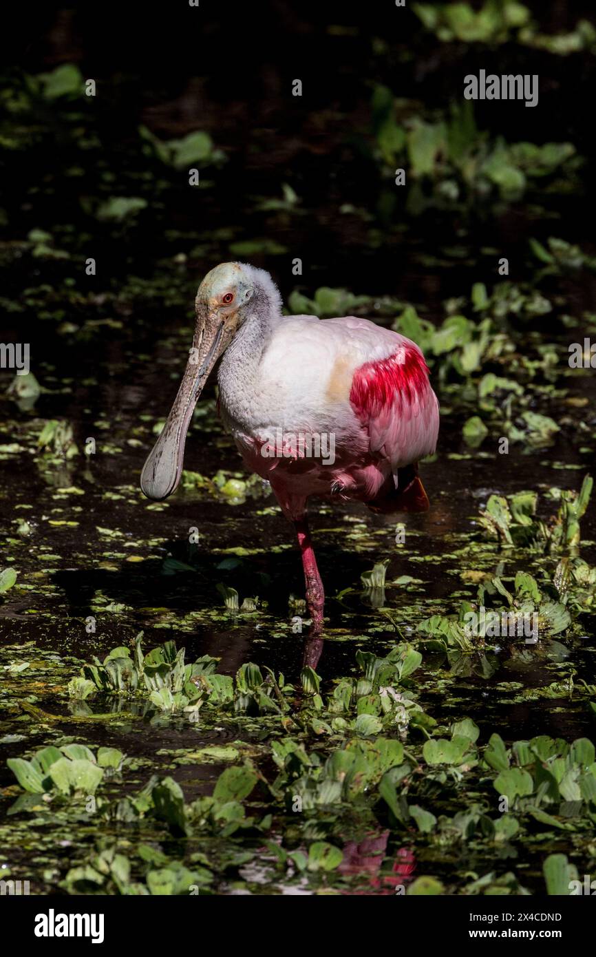 Roseate spoonbills at Corkscrew Swamp Sanctuary Stock Photo - Alamy