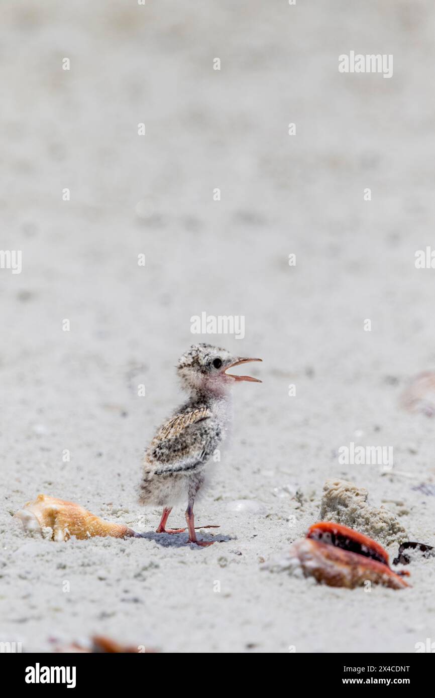 Colonial nesting bird species hi-res stock photography and images - Alamy