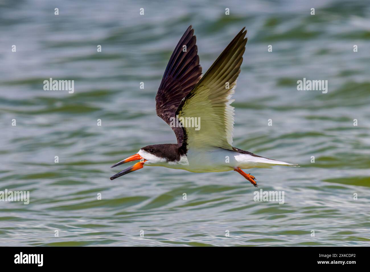 Black skimmer in flight along a beach Stock Photo - Alamy