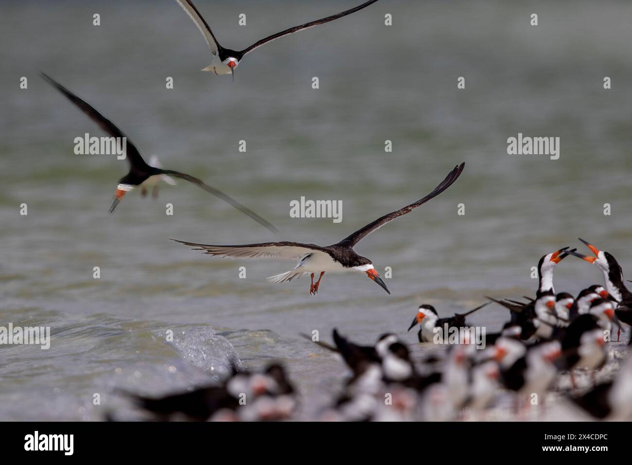 Black skimmer in flight along a beach Stock Photo - Alamy
