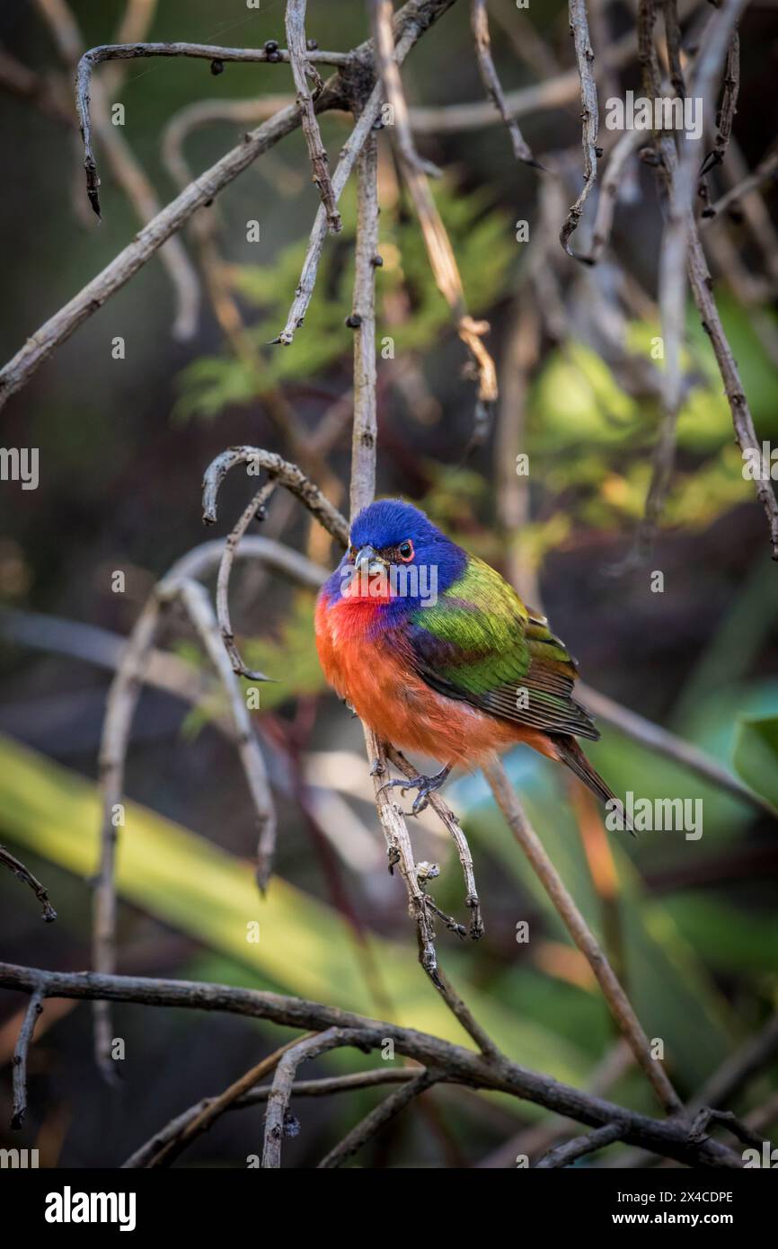 A beautiful male painted bunting Stock Photo - Alamy