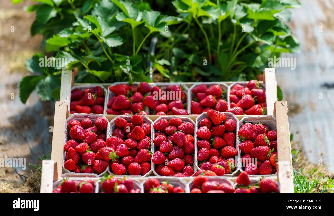 Darmstadt, Germany. 02nd May, 2024. Freshly harvested strawberries lie ...