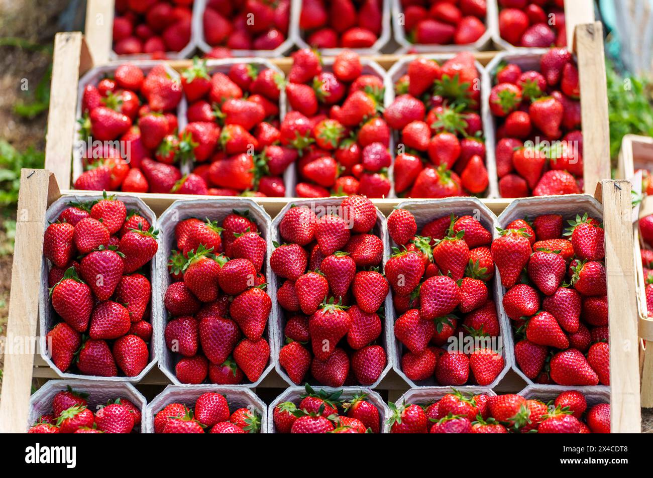 Darmstadt, Germany. 02nd May, 2024. Freshly harvested strawberries lie ...