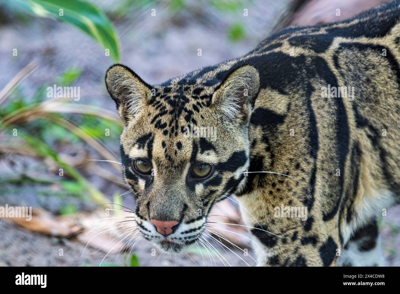 A rare clouded leopard Stock Photo - Alamy
