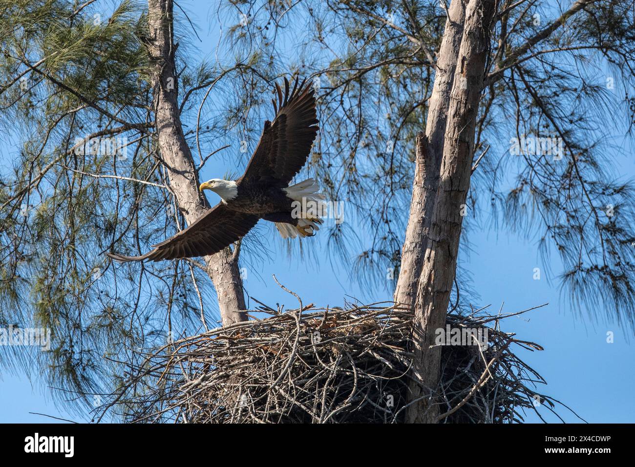 A bald eagle takes flight, leaving the nest Stock Photo - Alamy