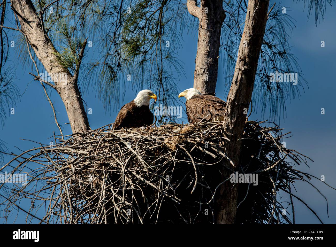 Nesting bald eagles with young on Marco Island, Florida Stock Photo - Alamy