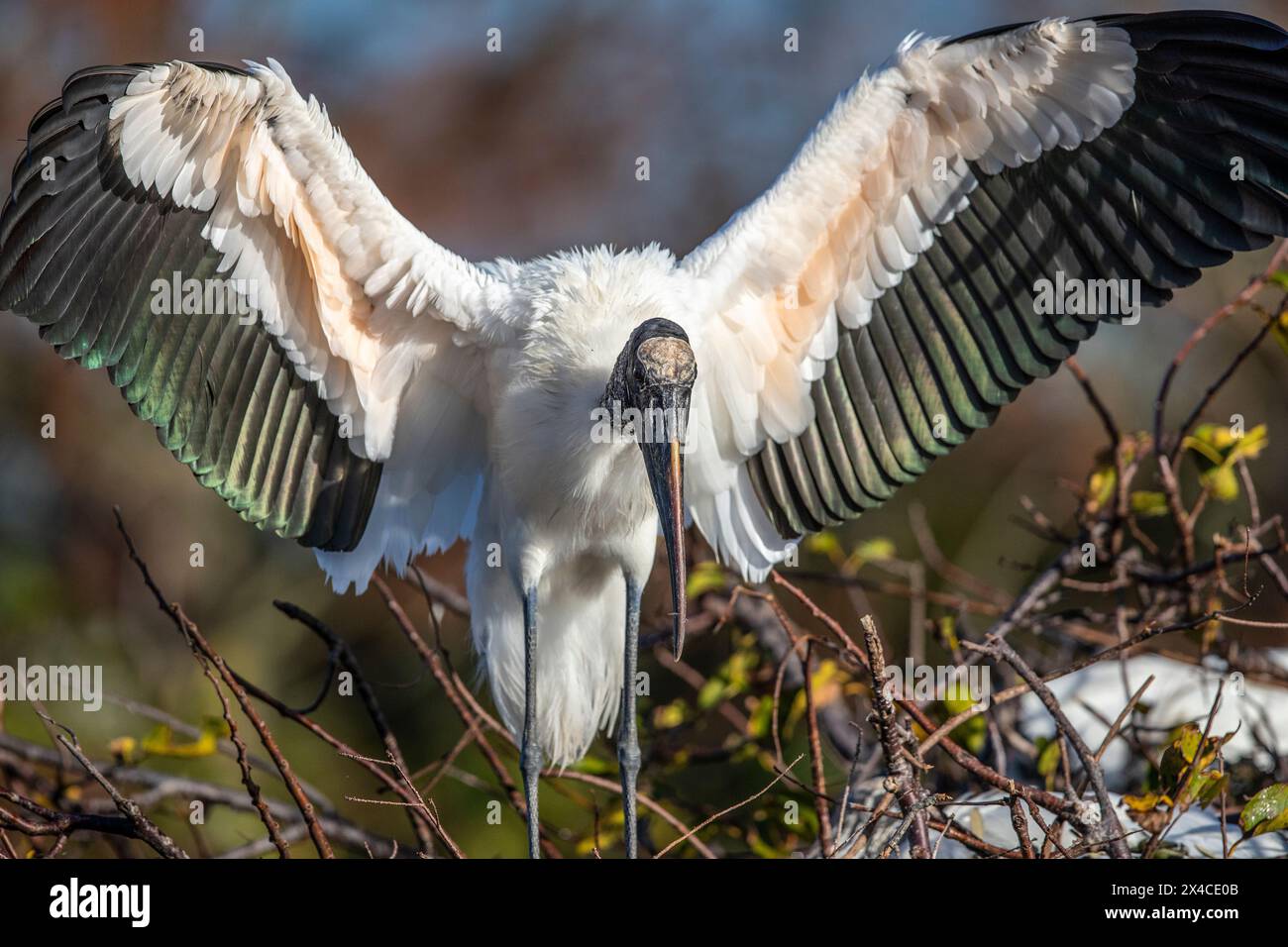 Endangered florida wading bird hi-res stock photography and images - Alamy