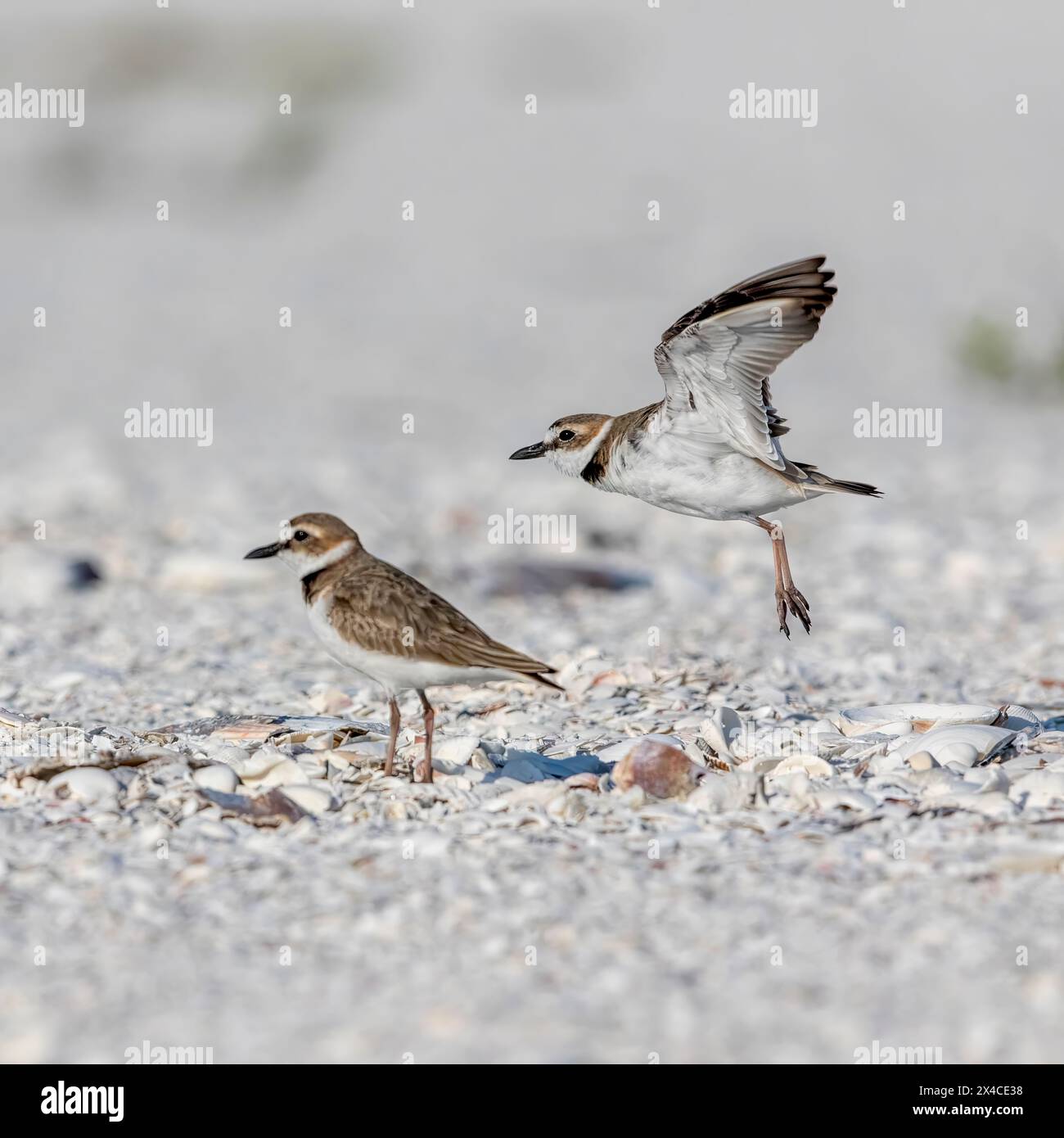 A semi-palmated plover loafing on a beach in south Florida Stock Photo ...