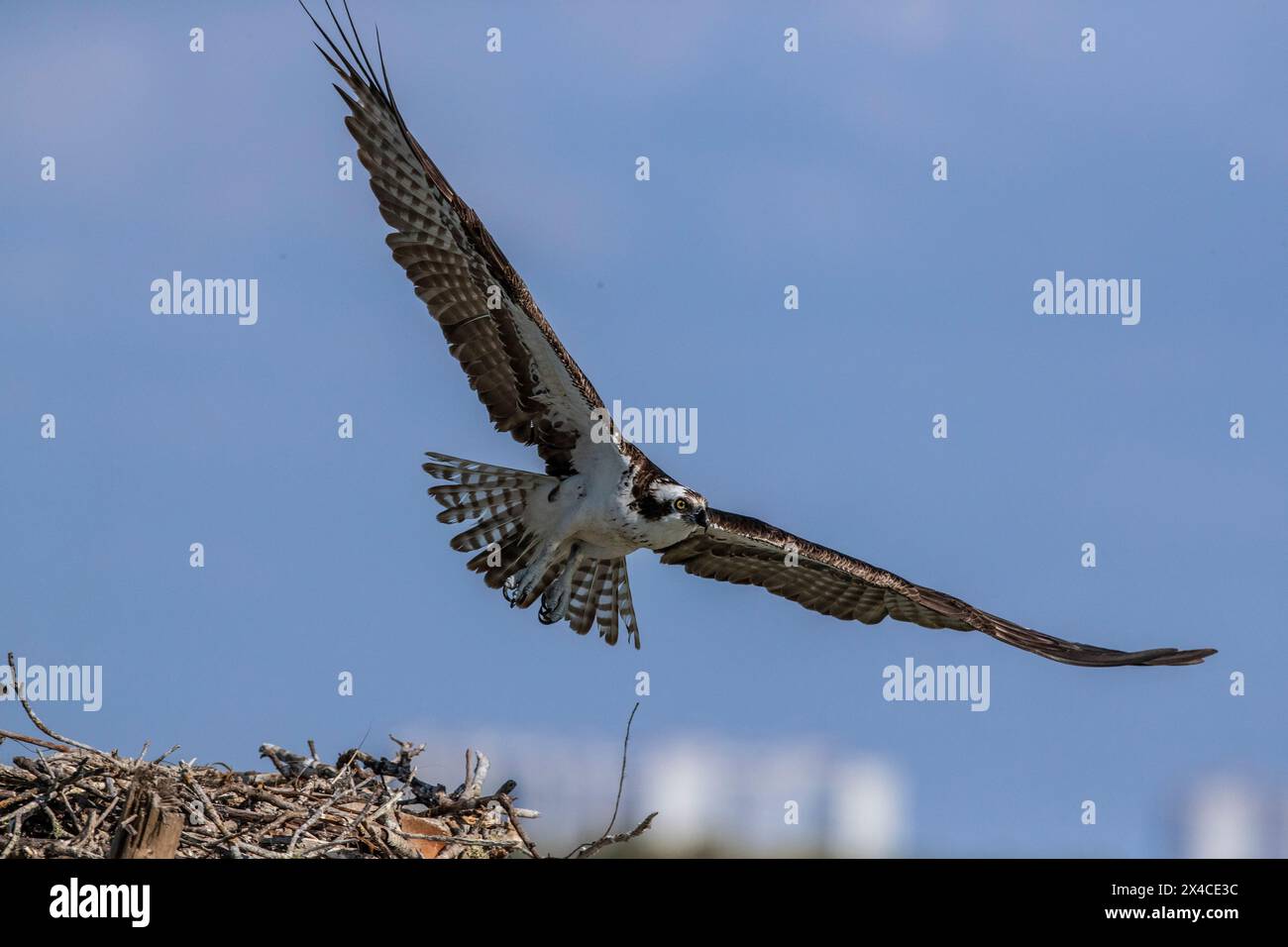 An osprey taking flight Stock Photo - Alamy