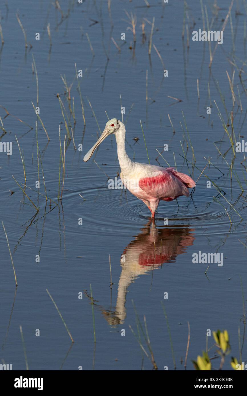Marsh shallow hi-res stock photography and images - Alamy