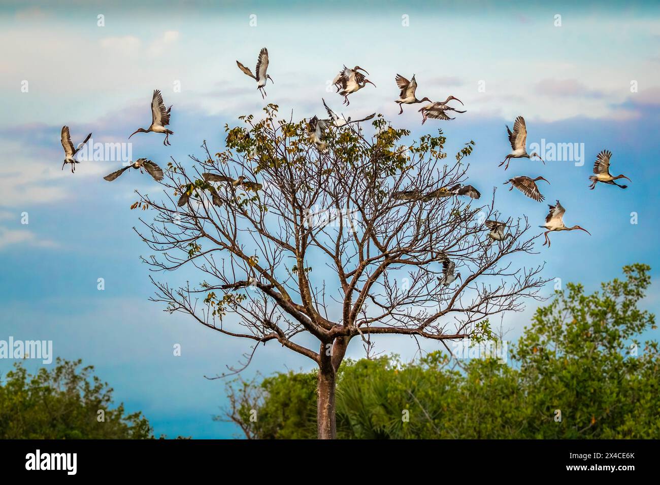 Adult and juvenile white ibis leave their colonial roost early in the ...