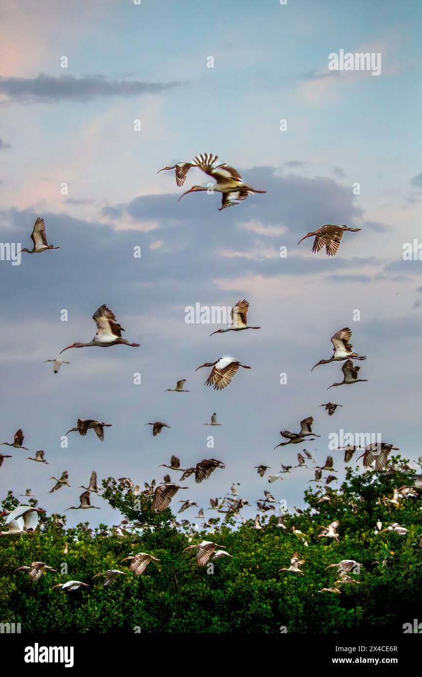 Adult and juvenile white ibis leave their colonial roost early in the ...