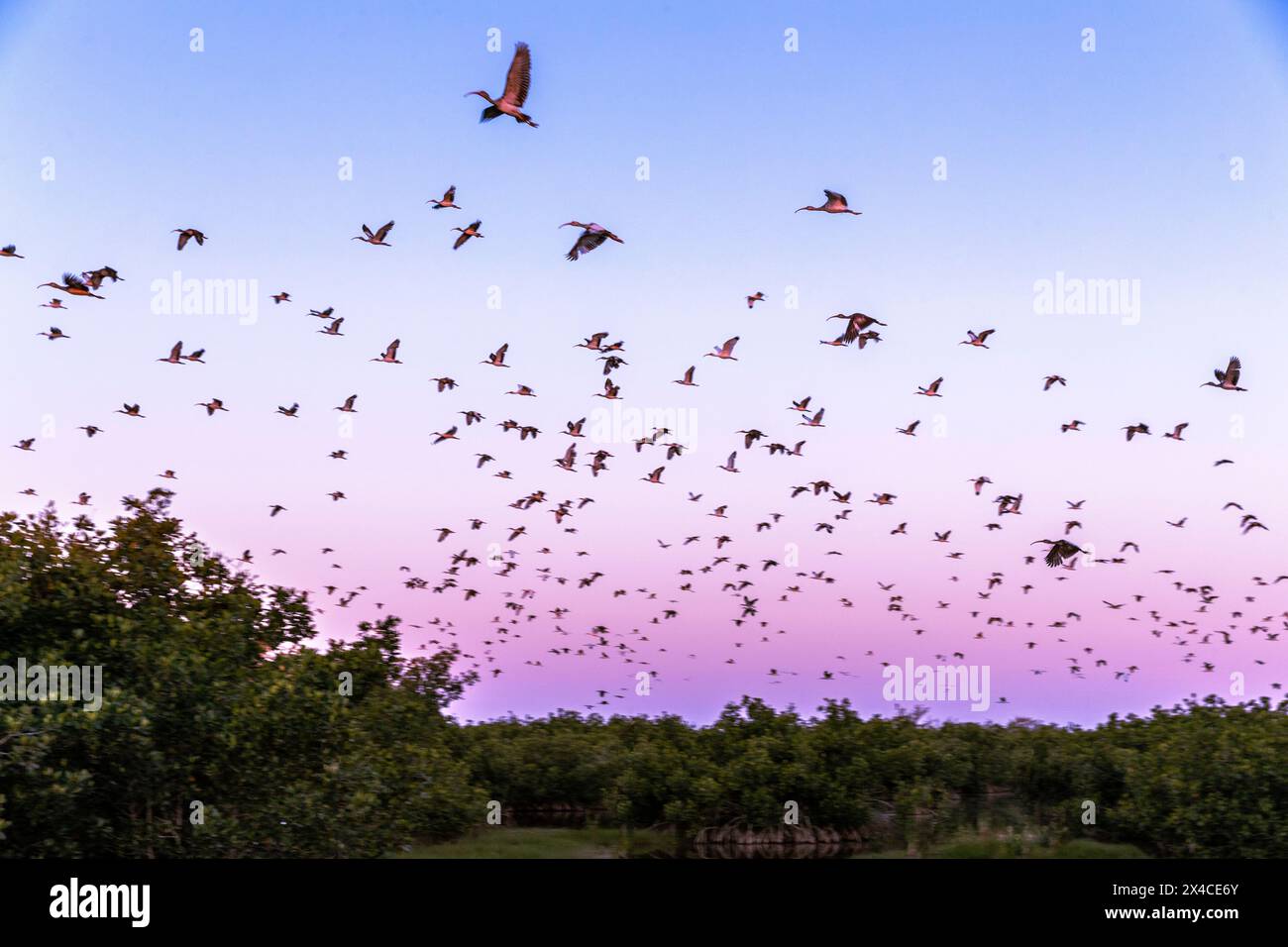 Adult and juvenile white ibis leave their colonial roost early in the ...