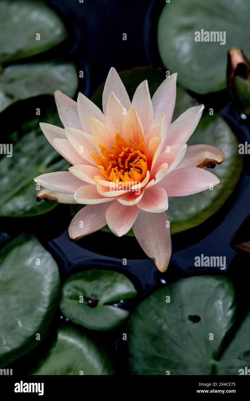 White blooming water lilies Stock Photo - Alamy