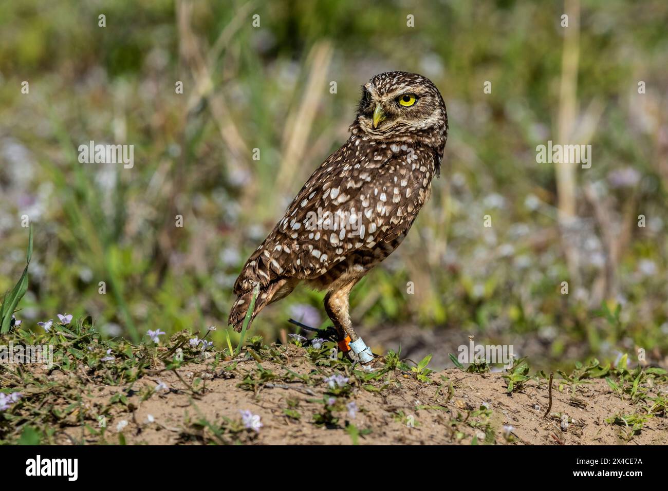An adult burrowing owl looks on Stock Photo - Alamy