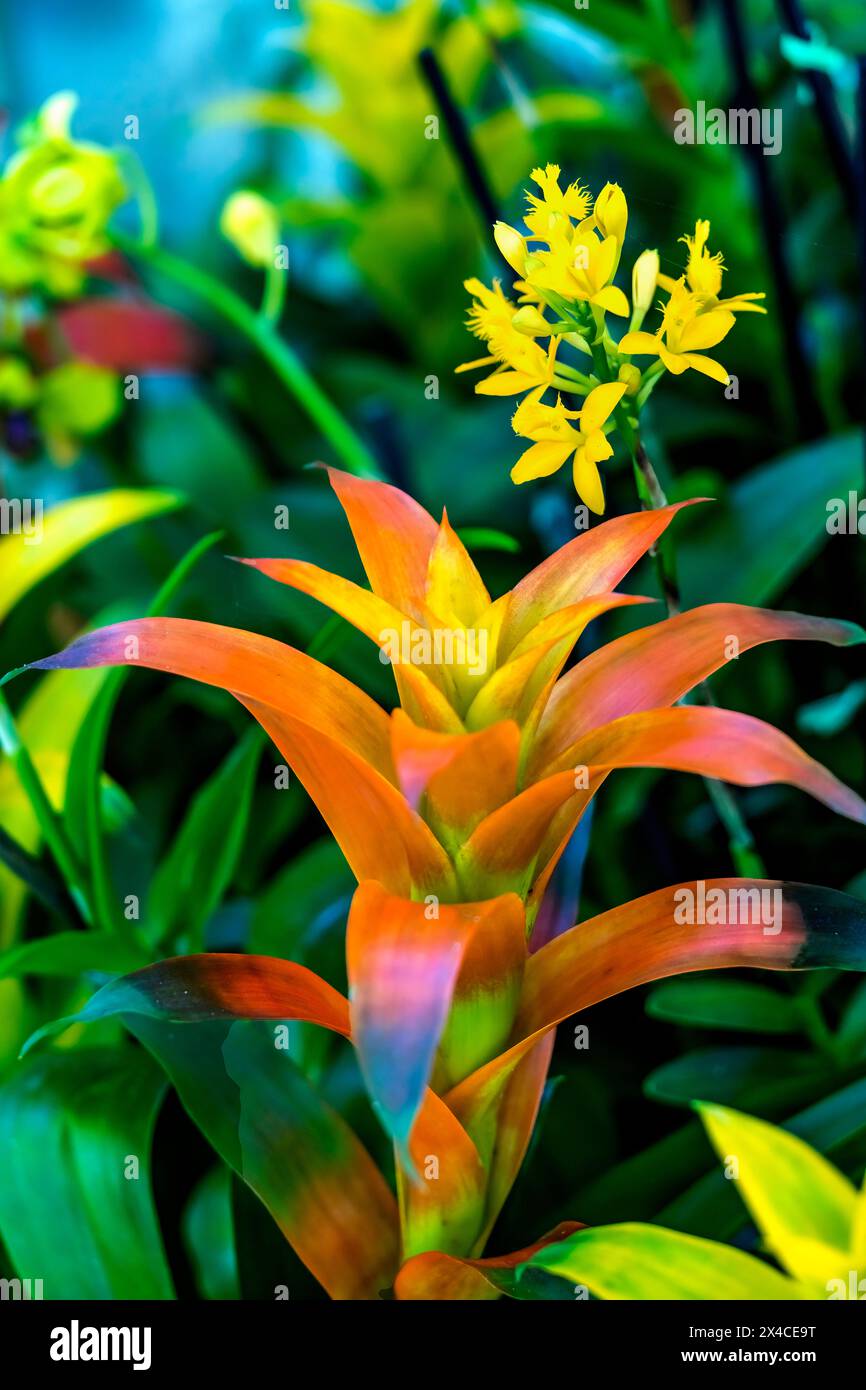 Orange flower Drophead Tufted Air plant Bromeliad yellow flowers ...