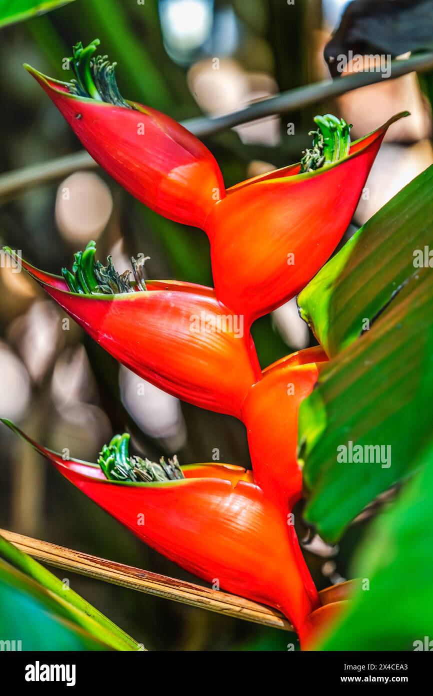 Red Heliconia Rostrata, Fairchild Tropical Botanic Garden, Coral Gables ...