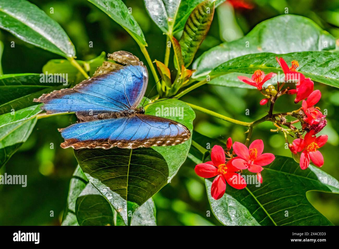 Blue morpho butterfly, Fairchild Tropical Botanic Garden, Coral Gables ...