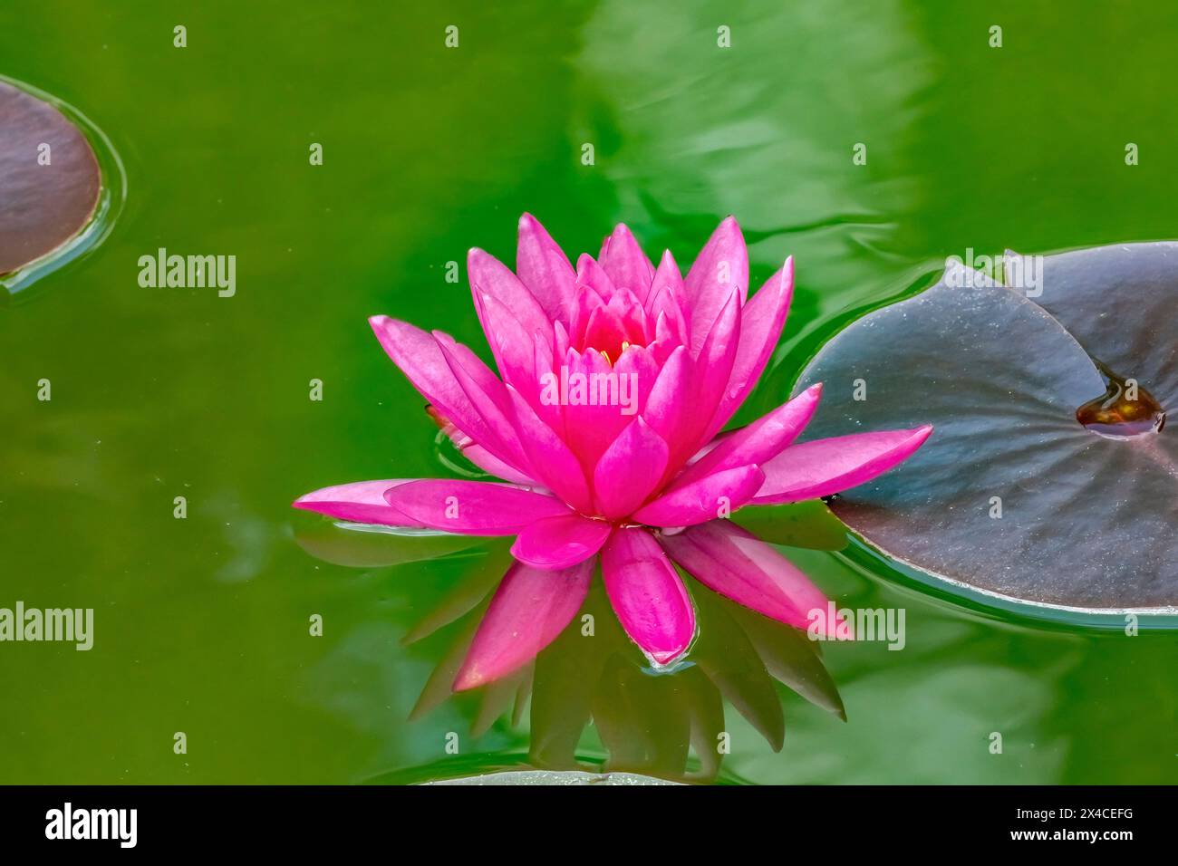 Miss siam hi-res stock photography and images - Alamy