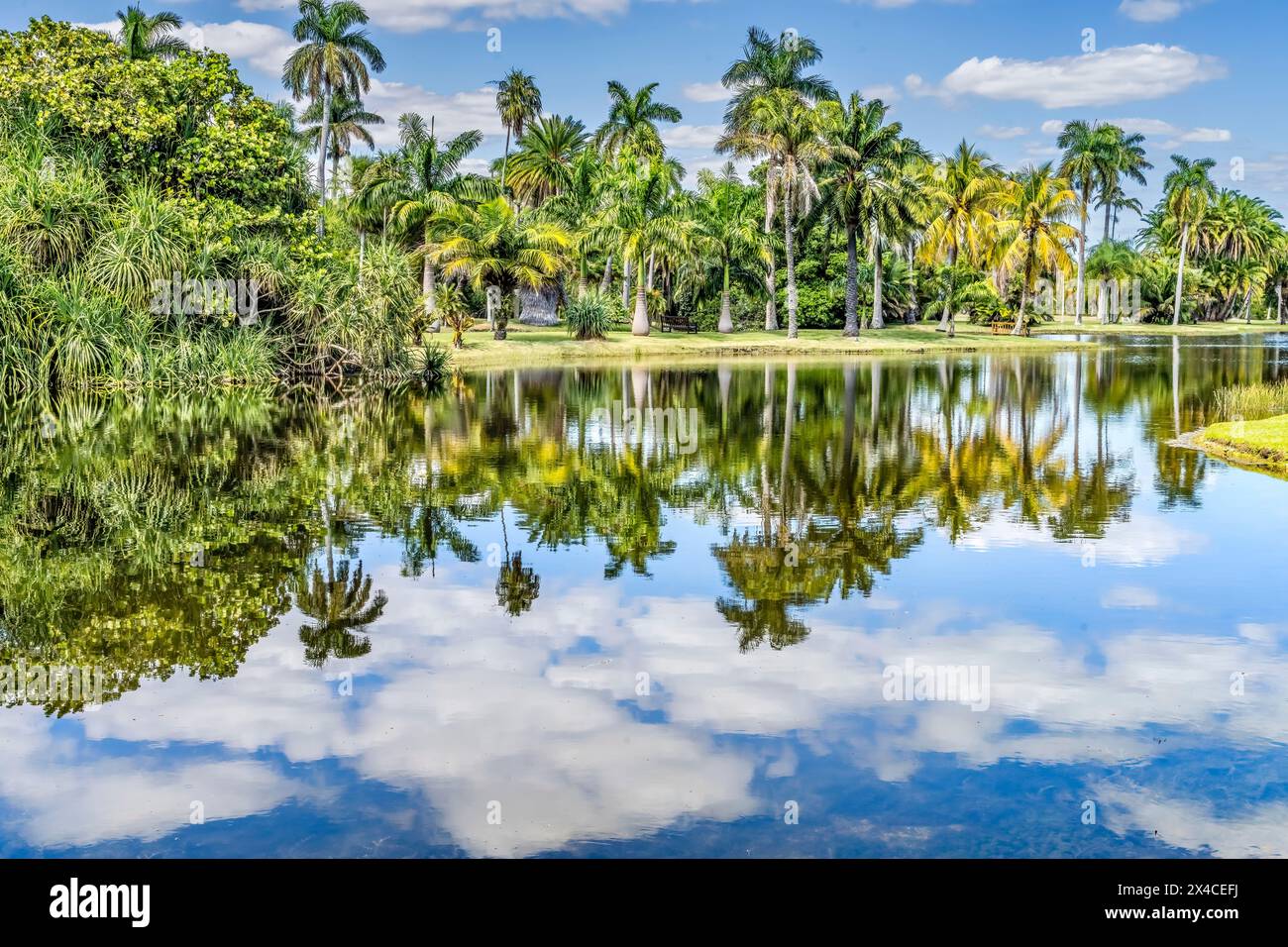 Palm trees, Fairchild Tropical Botanic Garden, Coral Gables, Florida ...