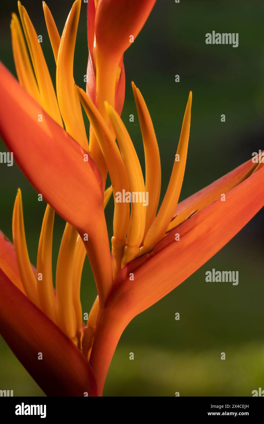 Heliconia flowers, Hawaii Stock Photo - Alamy