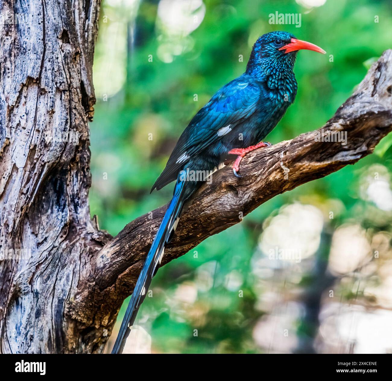 Colorful Red-Billed Green Wood Hoopoe, Waikiki, Honolulu, Hawaii ...