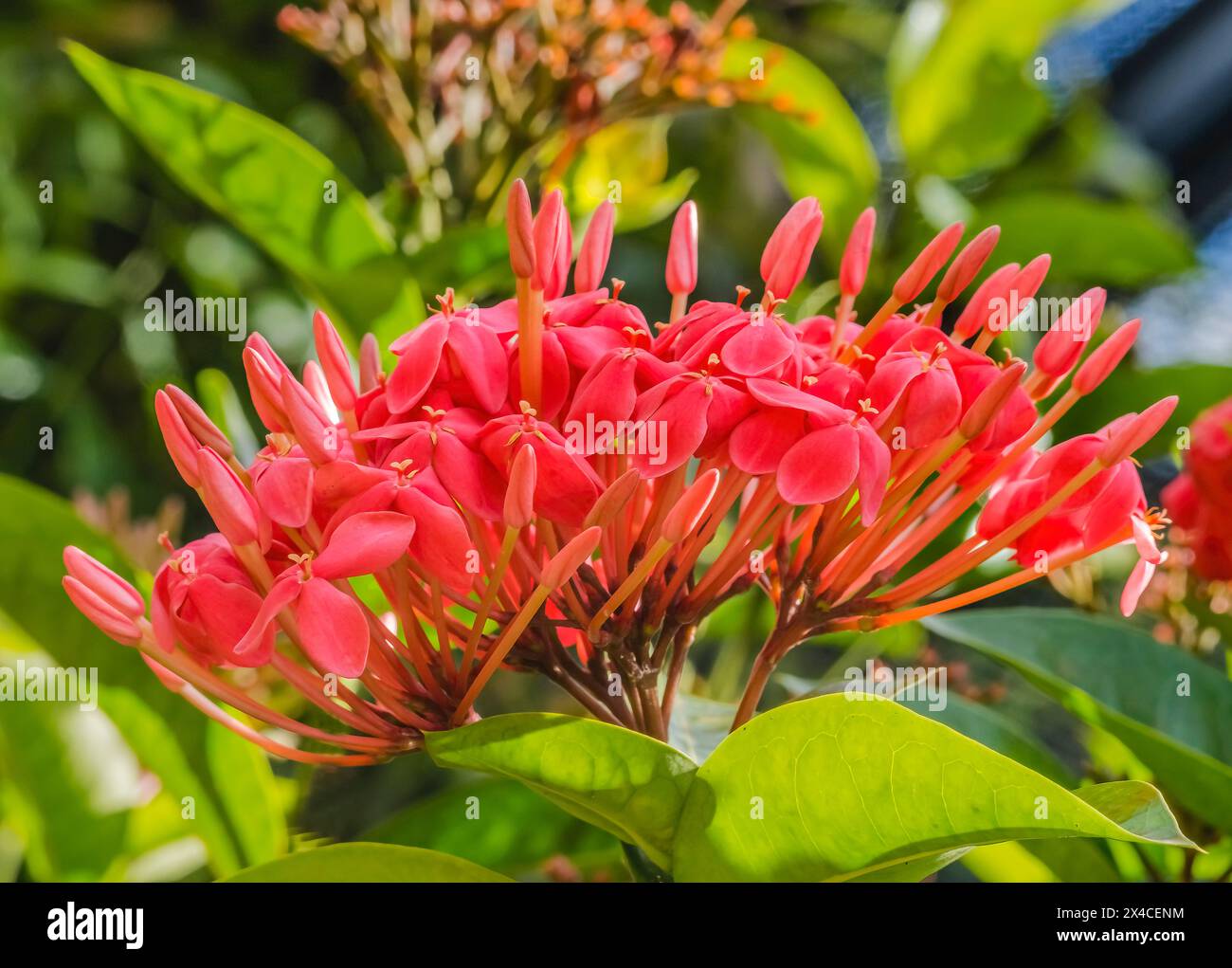 Colorful pink Tropical Jungle Geranium flowers, Waikiki, Oahu, Hawaii ...