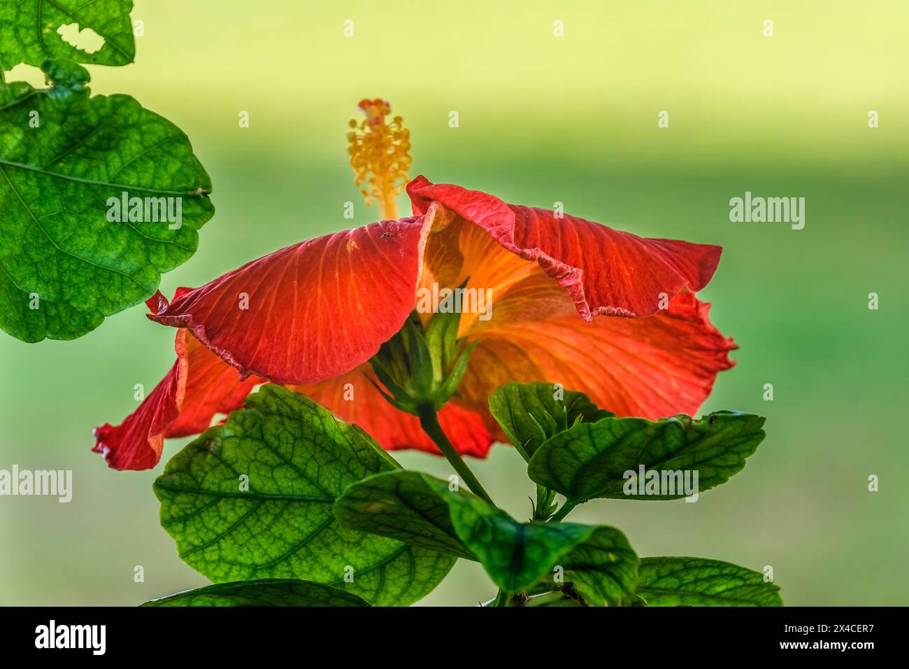 Deep bright orange hibiscus flower, Honolulu. State flower of Hawaii ...