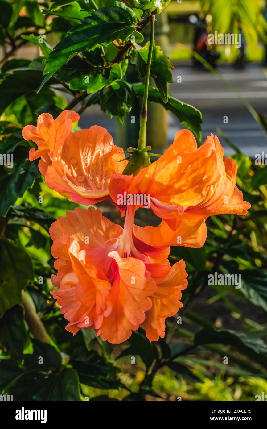 Hibiscus flower, Honolulu, Hawaii Stock Photo - Alamy