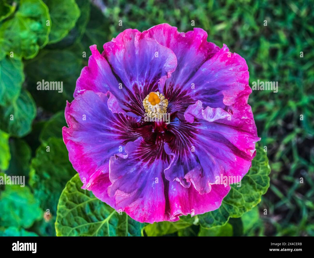 Hawaii hibiscus flower hi-res stock photography and images - Alamy