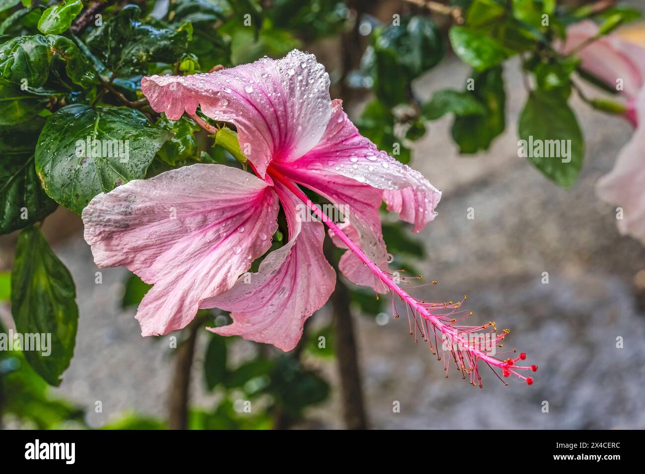 Rain hibiscus flowers Green Leave, Honolulu, Hawaii. Hawaiian State flower Stock Photo - Alamy