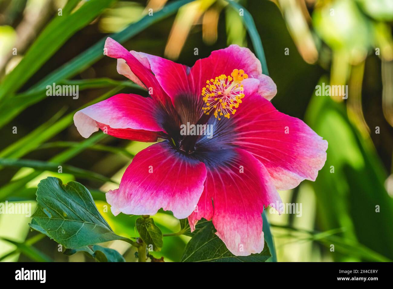 Hawaii state flower hi-res stock photography and images - Alamy