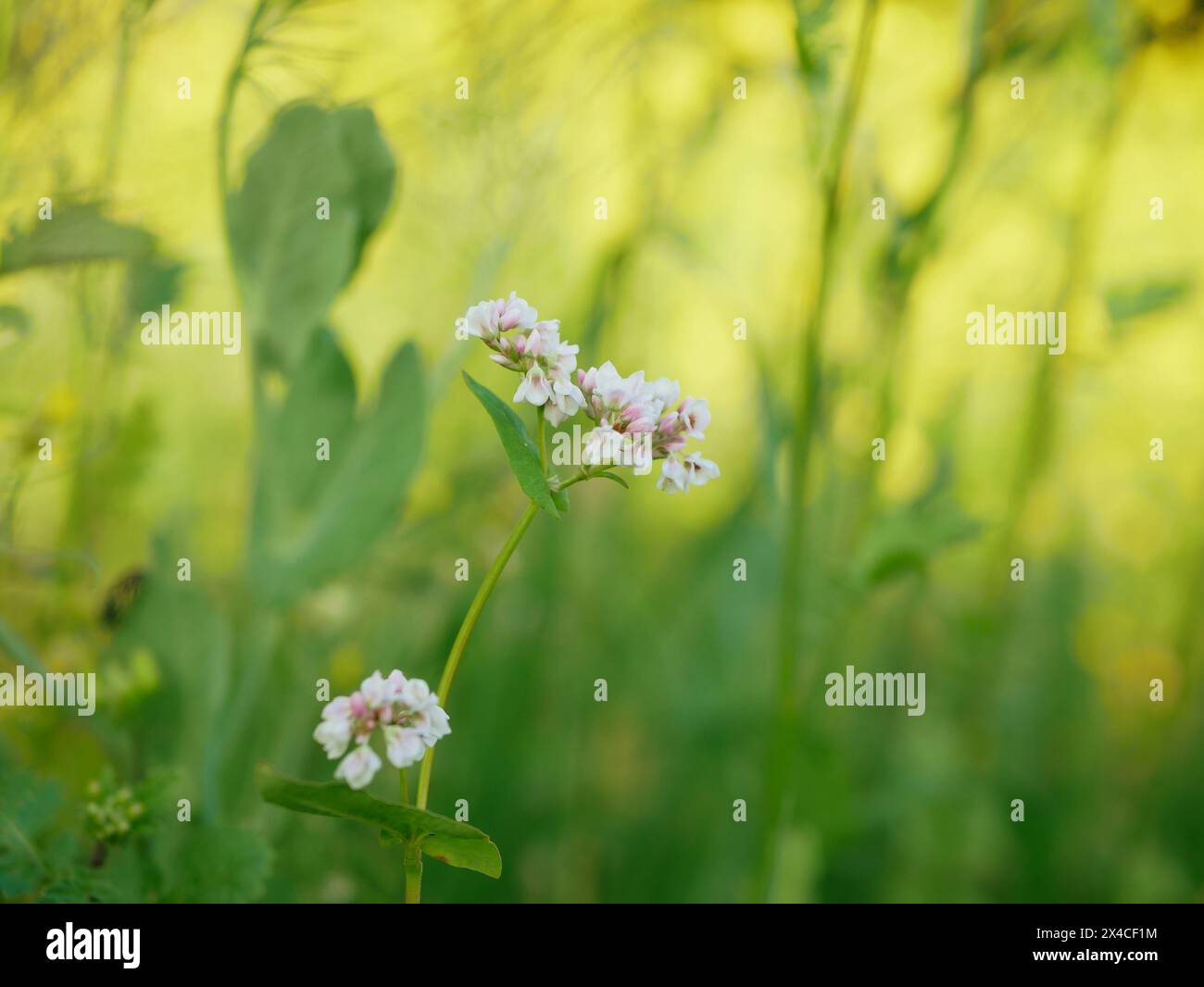 Buckwheat Fagopyrum esculentum cover crop field bloom plant detail lacy ...