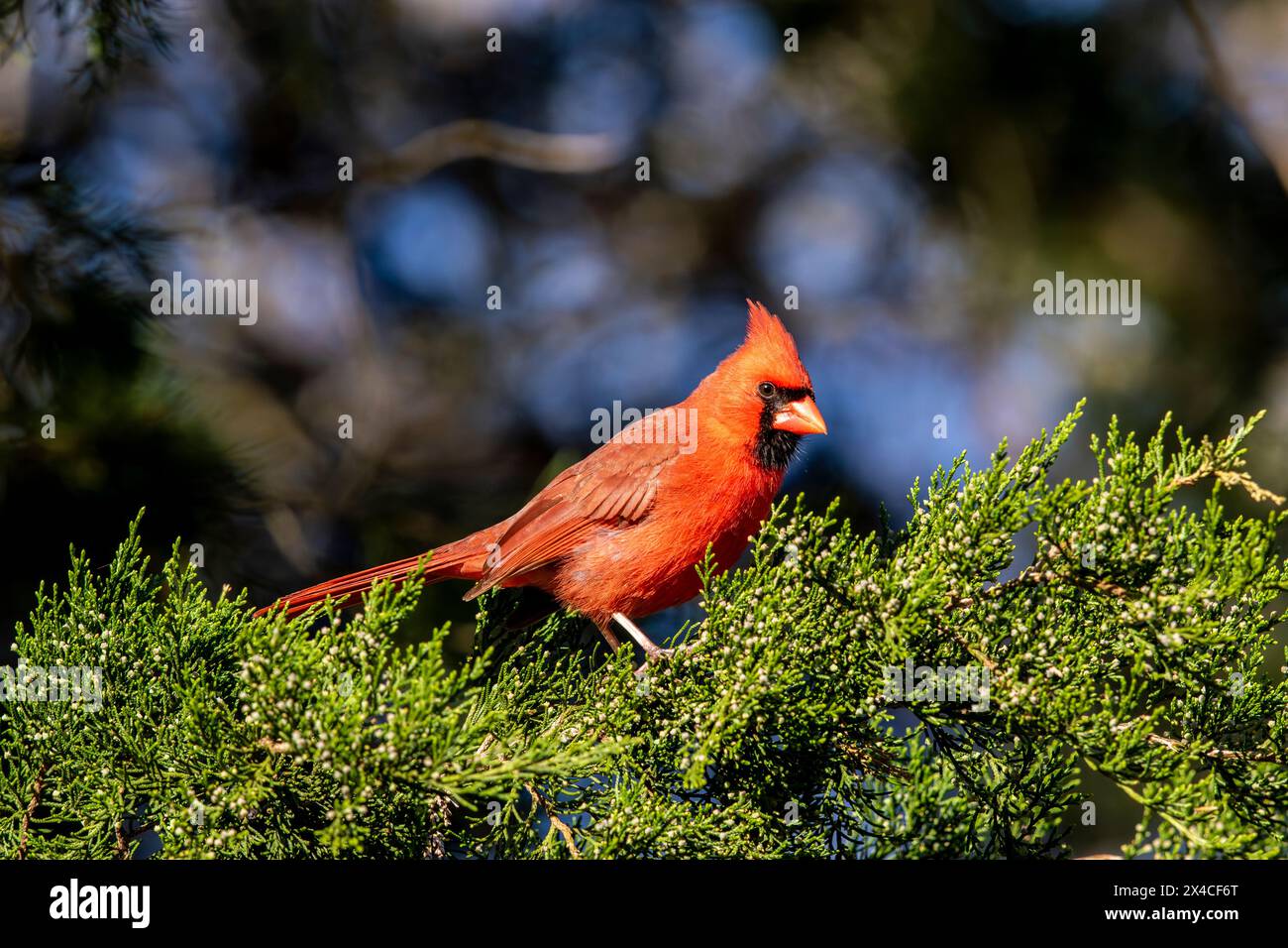 Eastern red cedar tree hi-res stock photography and images - Alamy
