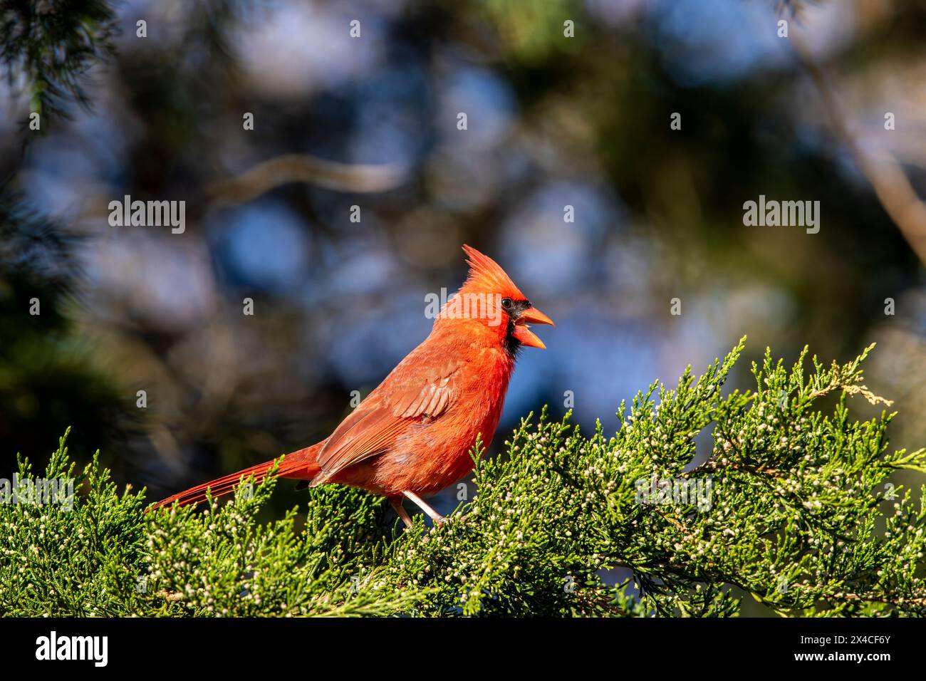 A male cardinal perched in an eastern red cedar tree Stock Photo - Alamy