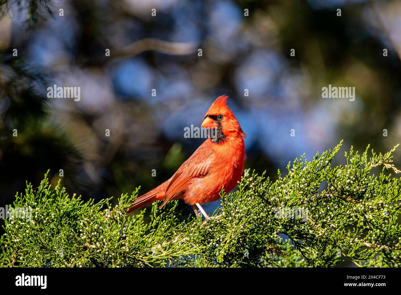 Eastern red cedar tree hi-res stock photography and images - Alamy