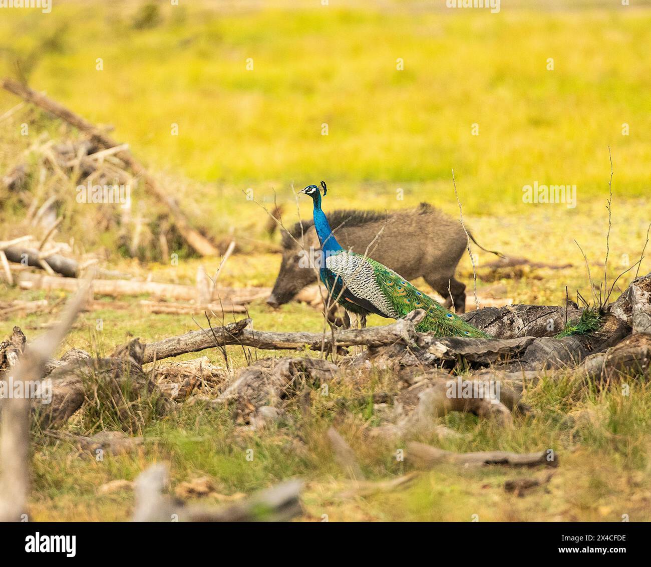 Indian peafowl (Pavo cristatus), also known as the common peafowl, and ...