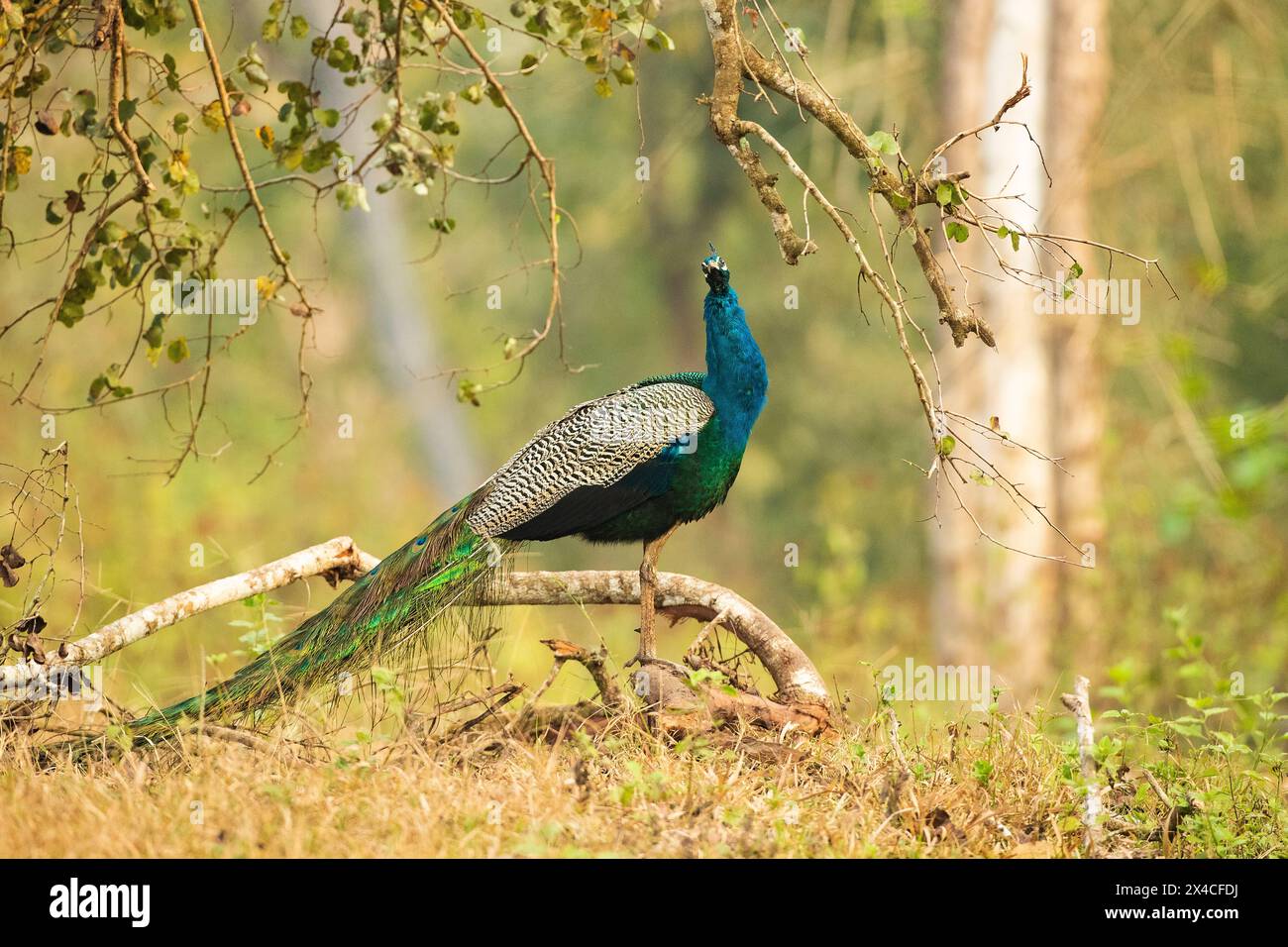 Indian peafowl (Pavo cristatus), also known as the common peafowl, and ...