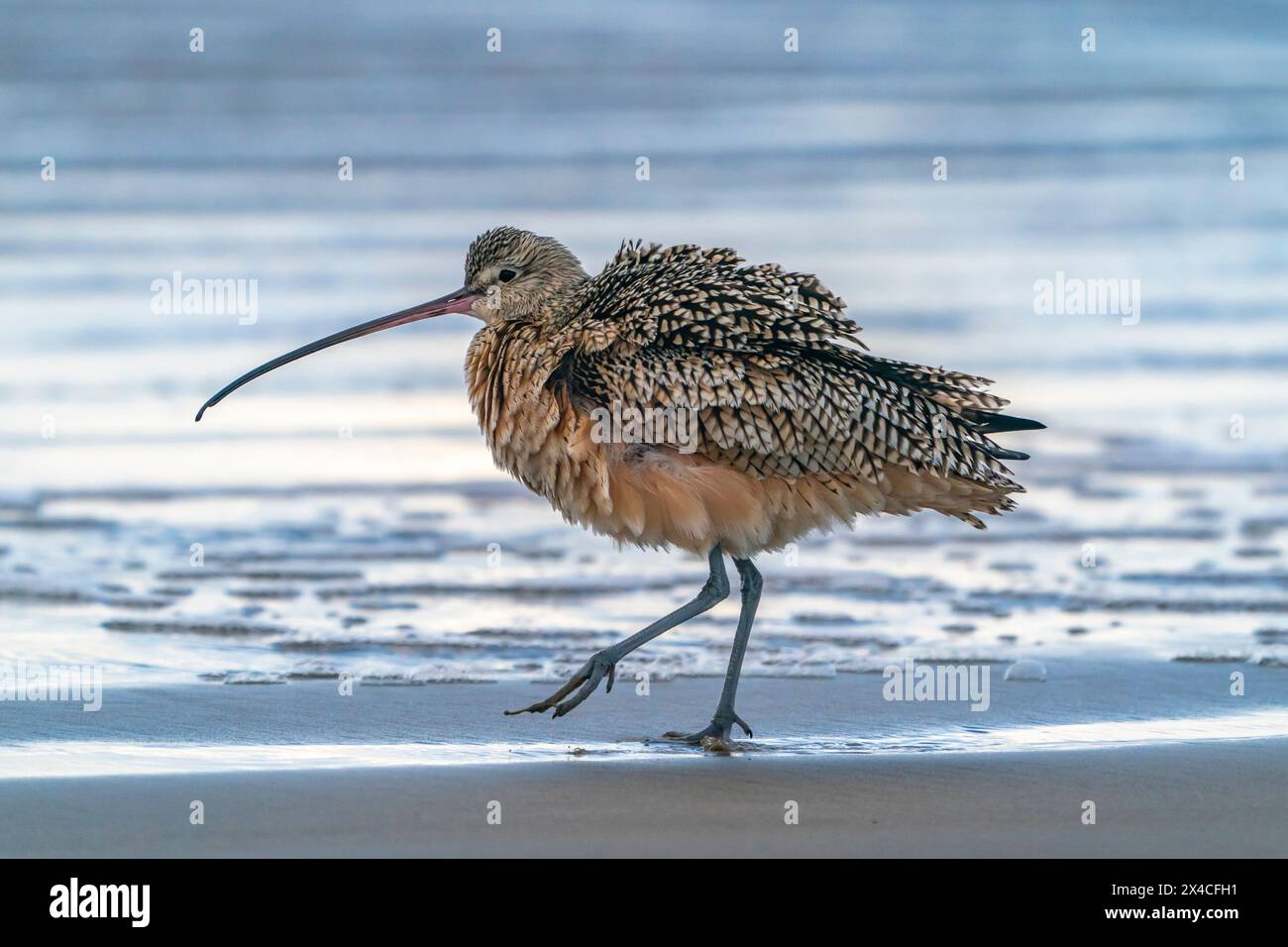 USA, California, Morro Bay. Long-billed curlew fluffing its feathers ...
