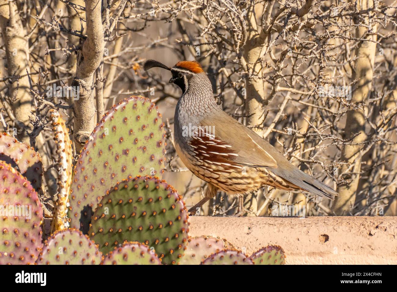 USA, New Mexico, Bosque Del Apache National Wildlife Refuge. Male ...