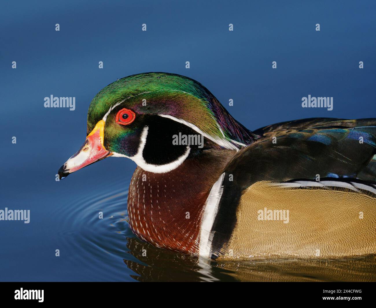Beautiful colors of the male wood duck glisten in the light, New Mexico ...