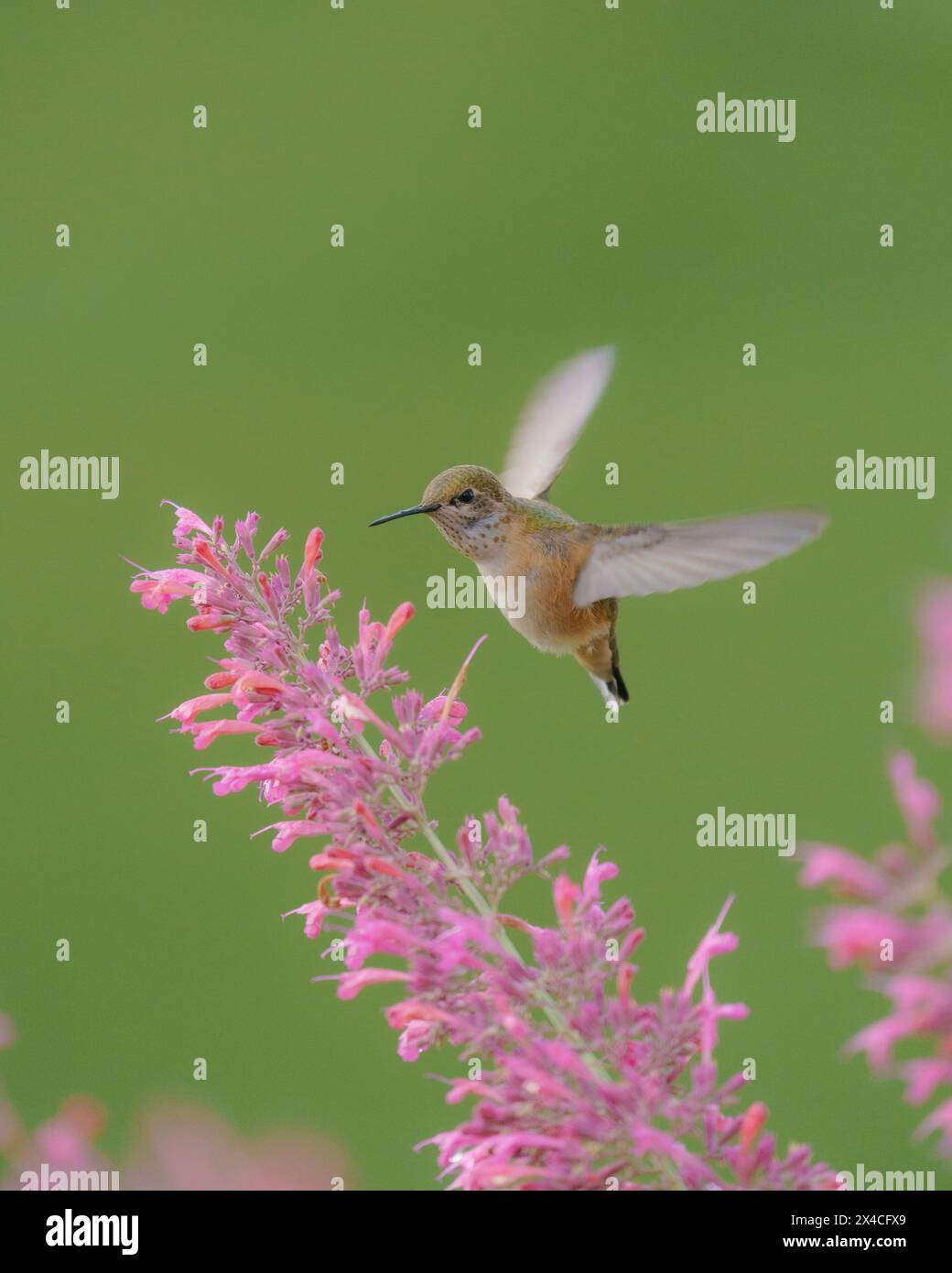 Adult female Calliope hummingbird filling up before fall migration ...