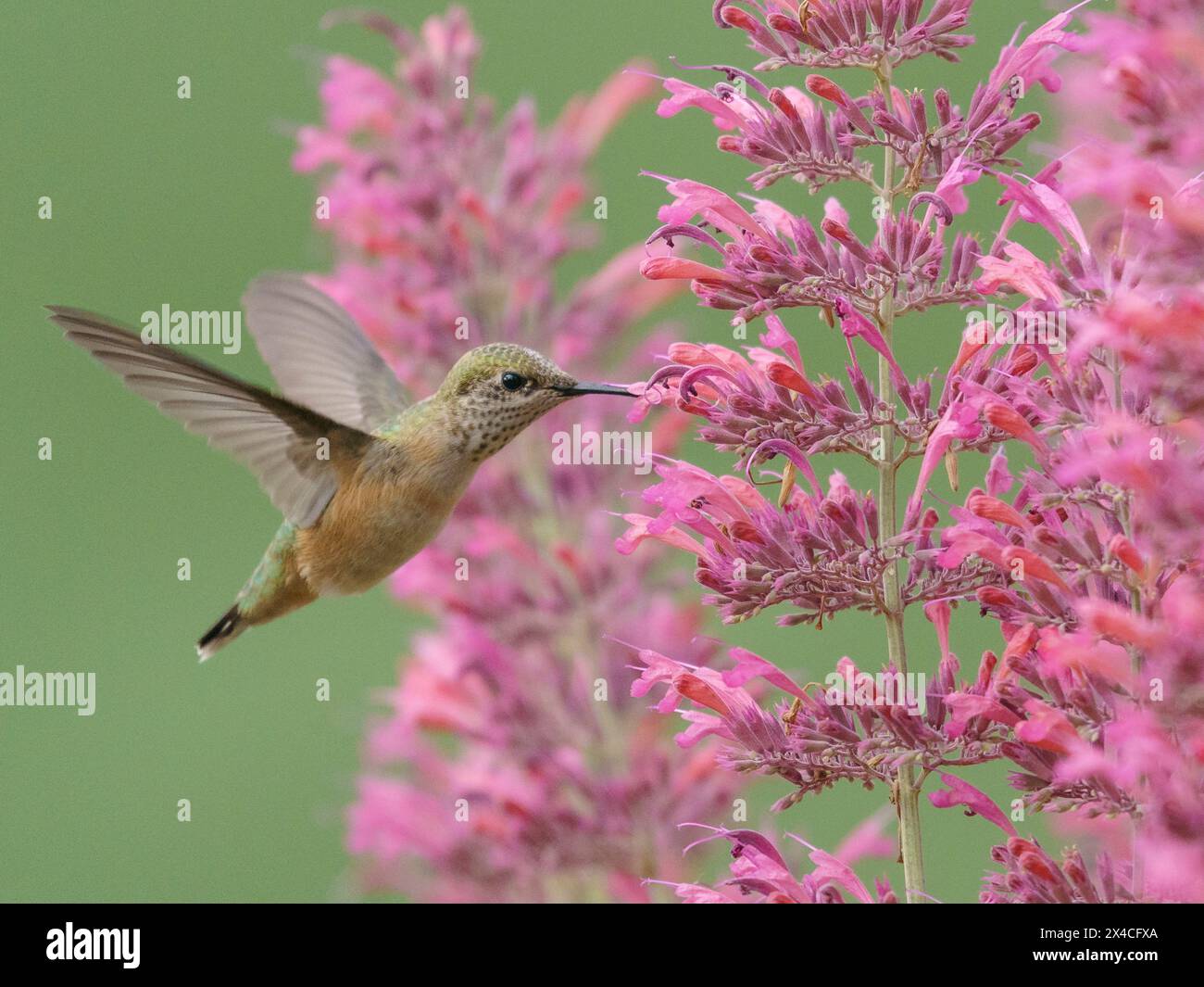 Adult female Calliope hummingbird filling up before fall migration ...