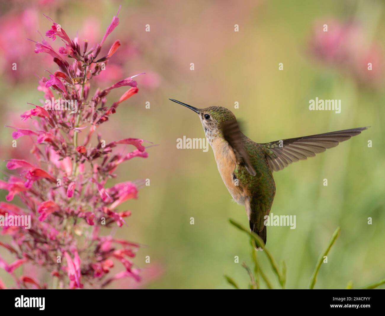 Adult female Calliope hummingbird filling up before fall migration ...