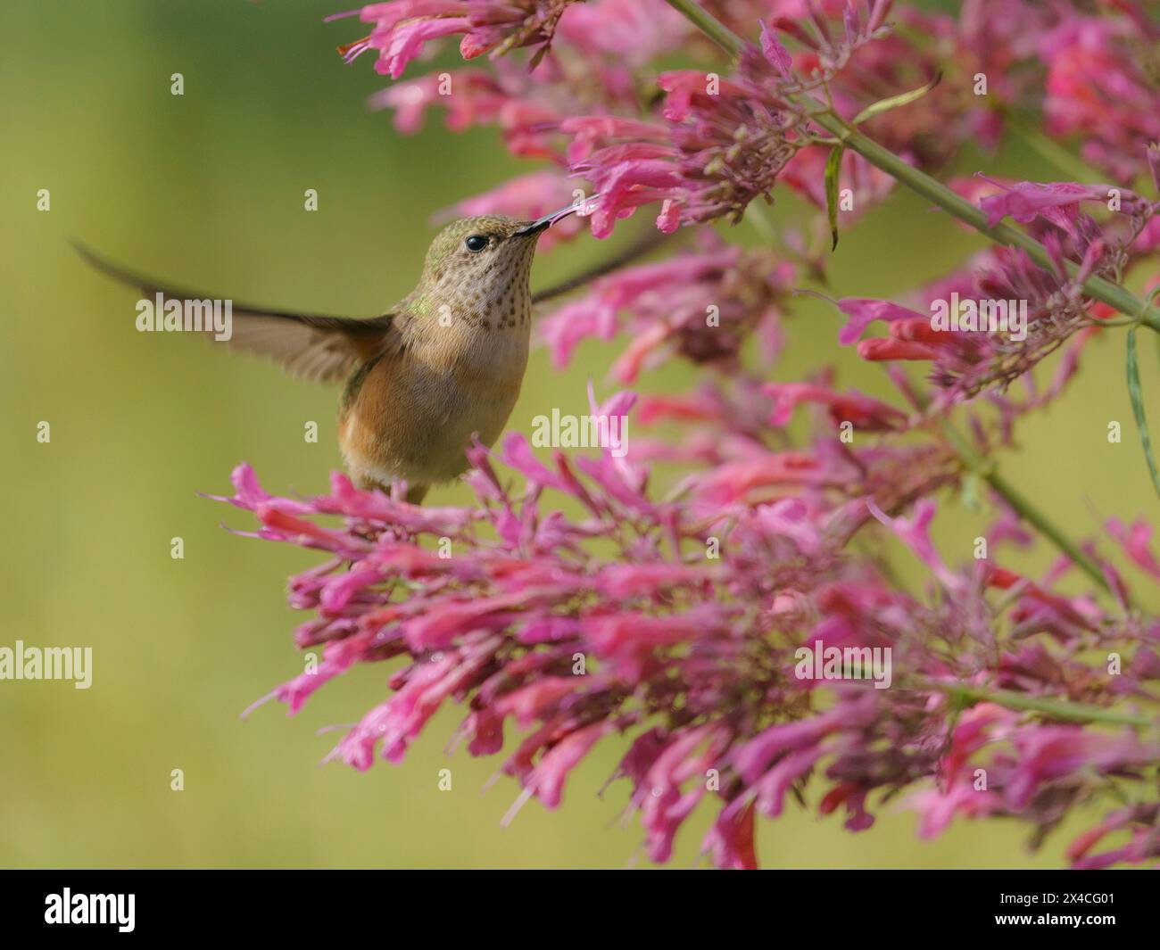 Adult female Calliope hummingbird filling up before fall migration ...