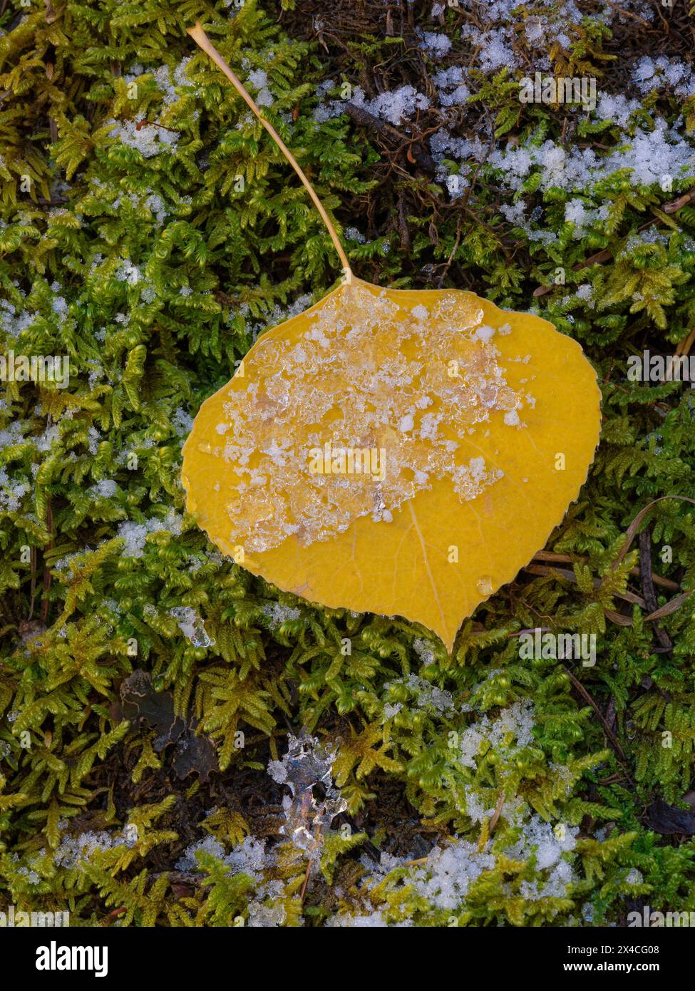 Aspen leaf snow hi-res stock photography and images - Alamy